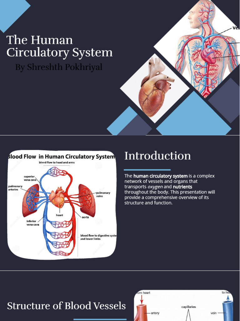 slidesgo-the-intricacies-of-the-human-circulatory-system-a ...