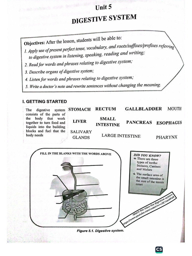 Unit 4. Digestive System | PDF