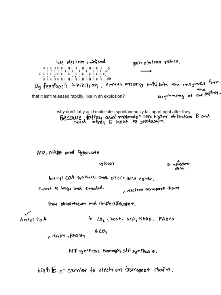 9 Making ATP Workbook | PDF | Cellular Respiration | Fermentation