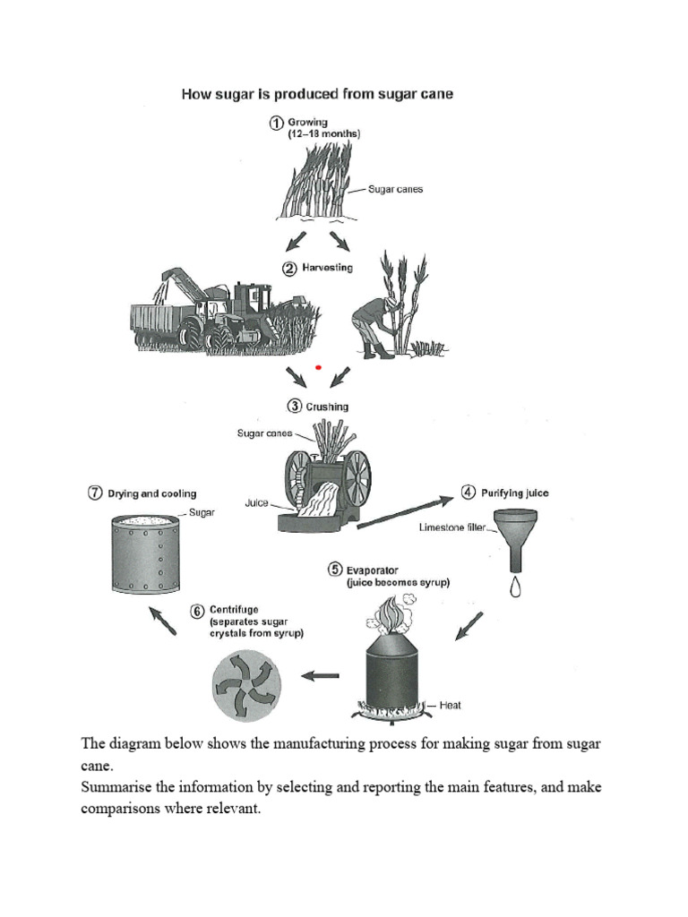 Sugar Canes Task 1 | PDF