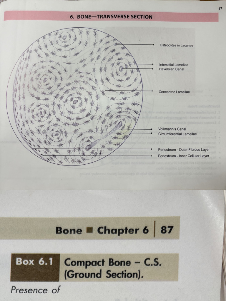 Bones | PDF