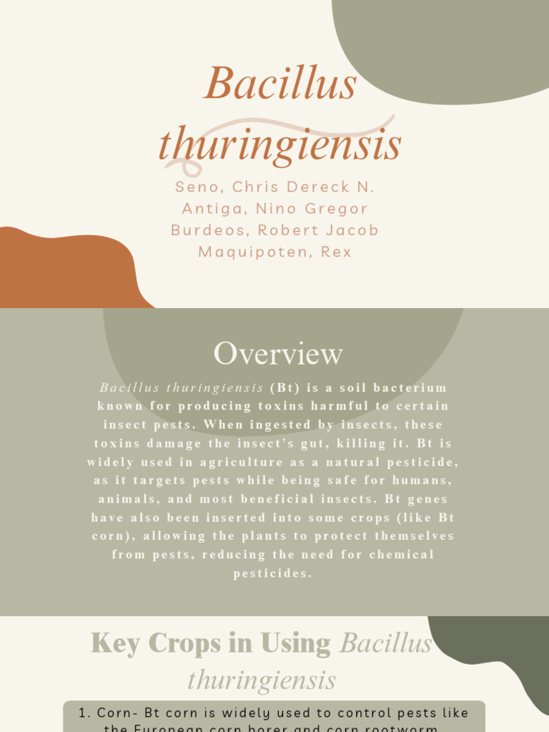 Group 7 - Bacillus Thuringiensis | PDF | Genetically Modified Crops | Crops