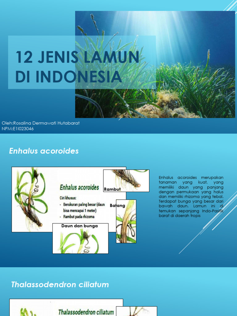 Jenis Lamun di Indonesia | PDF