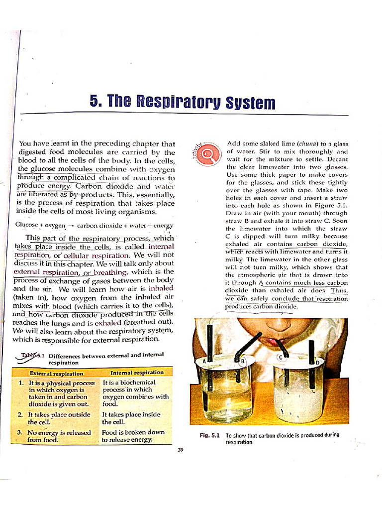 Class 6 Biology CH-5 The Respiratory System | PDF
