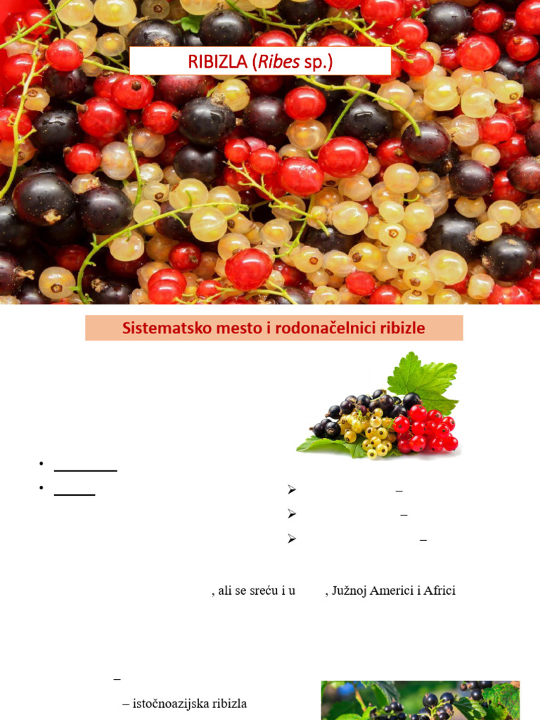 RIBIZLA I - Uvod I Morfologija | PDF