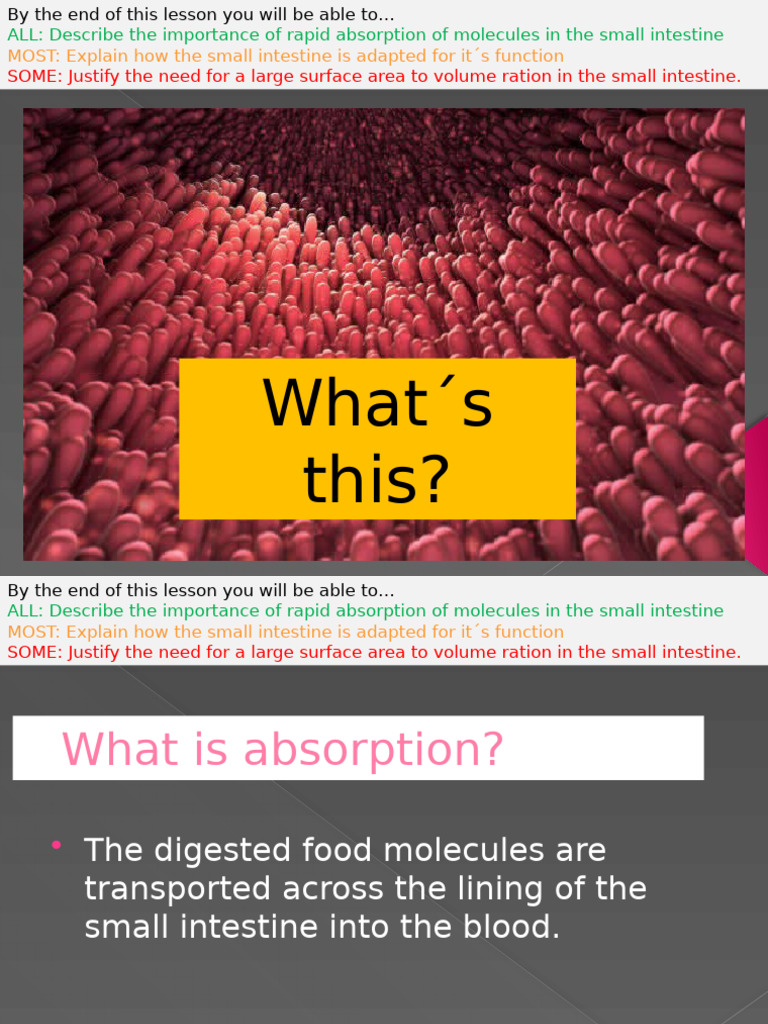 Absoprtion and Assimilation | PDF | Small Intestine | Digestive System