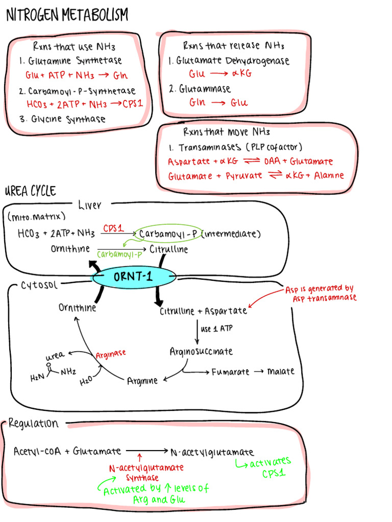 Enzyme Reactions Involving NHS | PDF | Molecular Biophysics | Organic ...