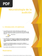 Organización del Colículo Inferior | PDF | Corteza cerebral | Neurona