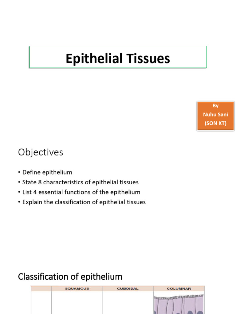 Epithelial Tissues | PDF