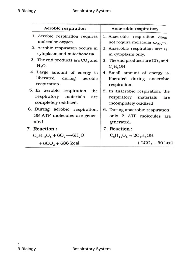 9 Biology Respiratory System | PDF | Respiratory System | Lung