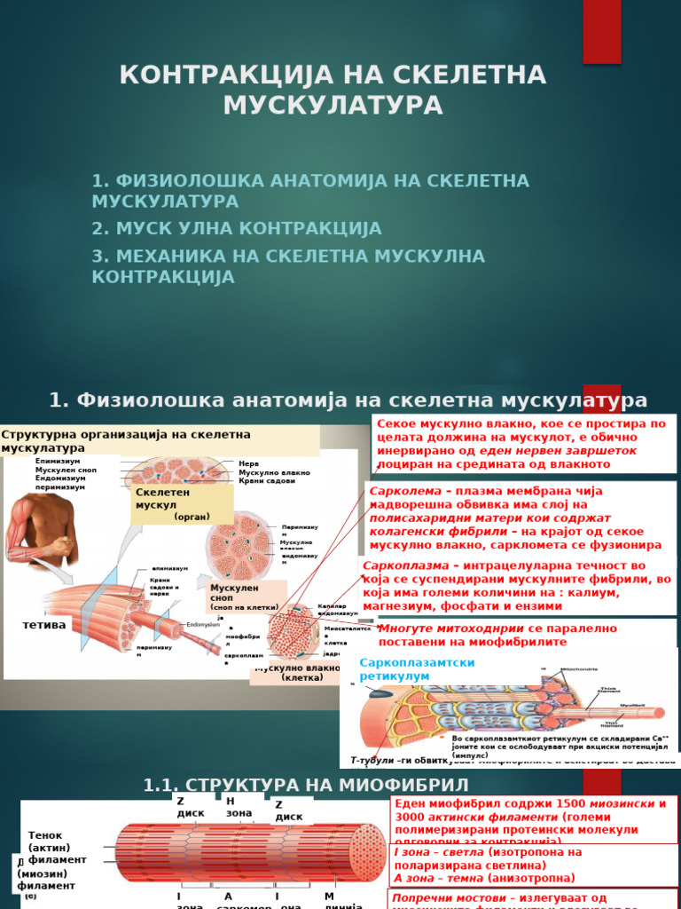 3 Predavanje - Kontrakcija Na Skeleten Muskul | PDF