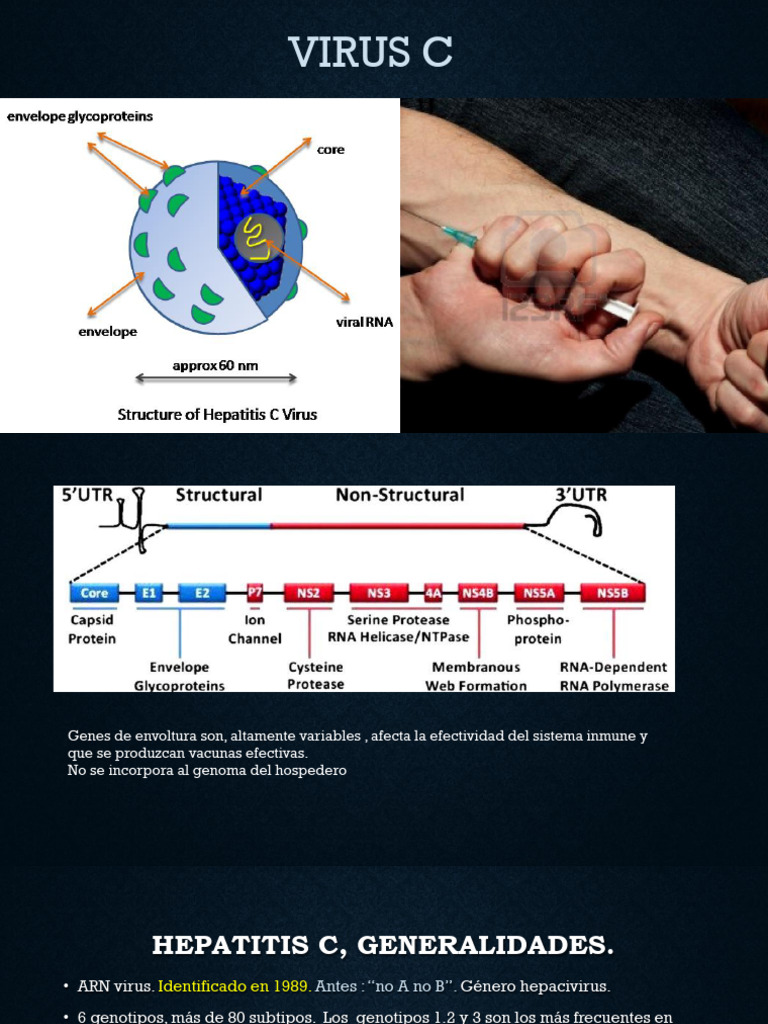 7. HEPATITIS C | PDF | Virus de la hepatitis C | Hepatitis C