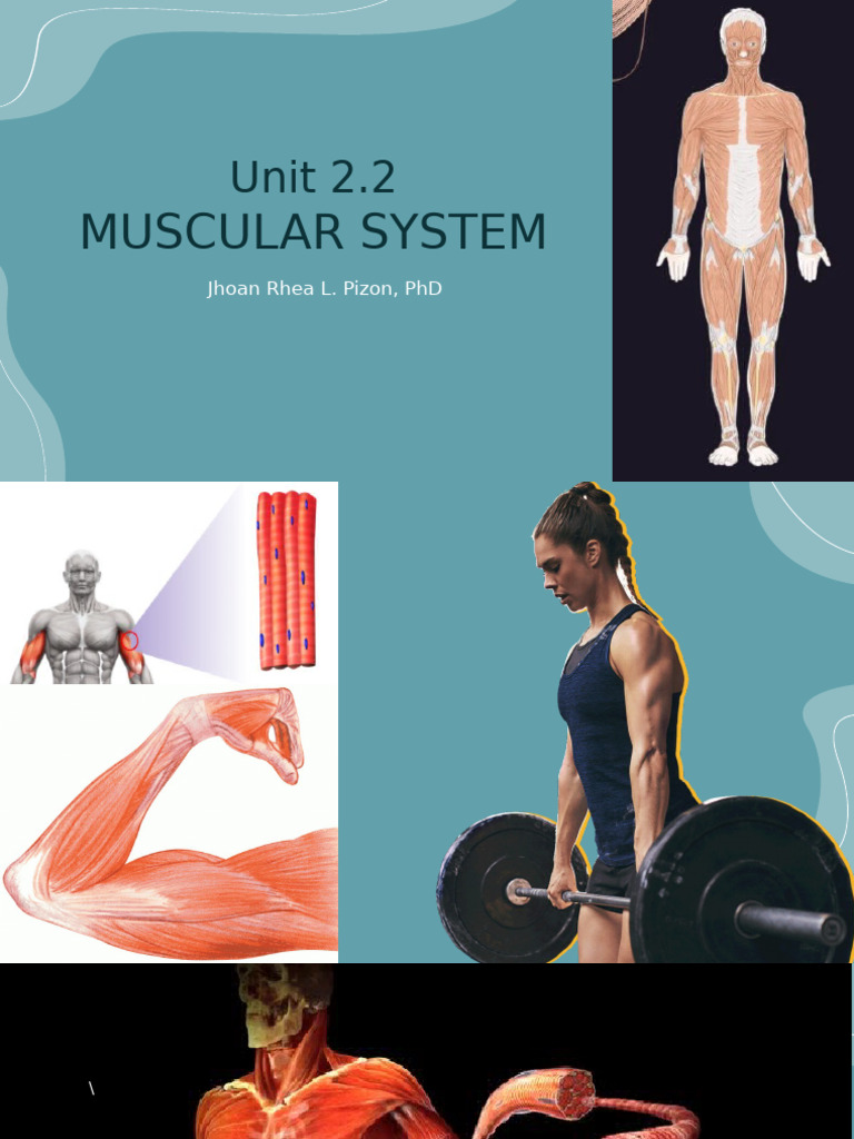 UNIT 2.1 MUSCULAR SYSTEM No Vids | PDF | Muscle | Cardiac Muscle