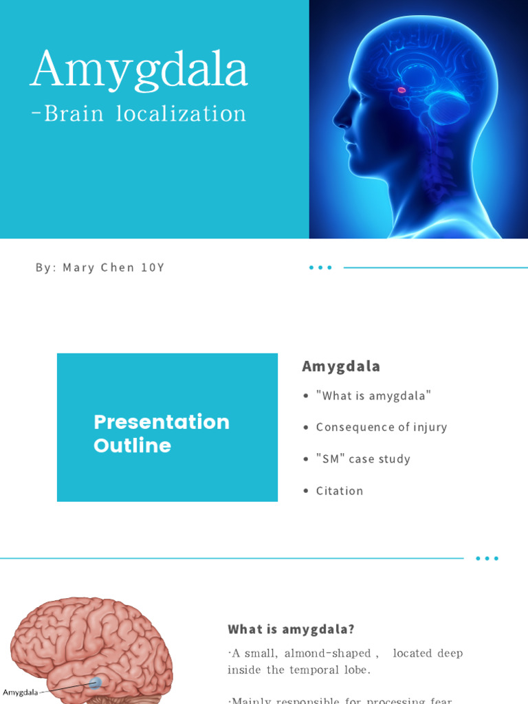 Amygdala_Mary_chen | PDF | Amygdala | Fear