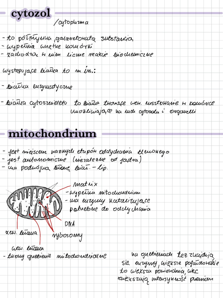 Biology Cytozol I Mitochondrium | PDF