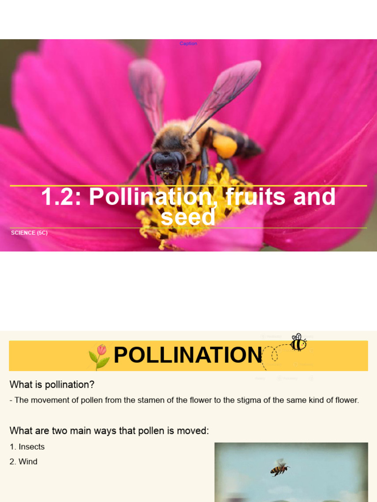 Insect and Wind Pollination Explained | PDF | Flowers | Pollination