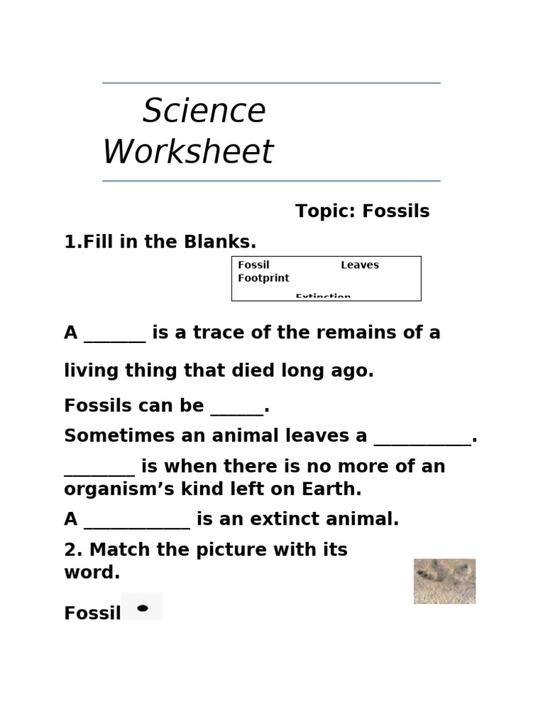 Fossils Worksheet | PDF