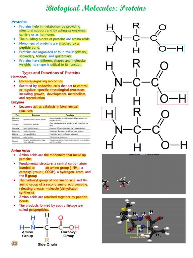 Proteins(With Highlights) | PDF | Protein Structure | Proteins