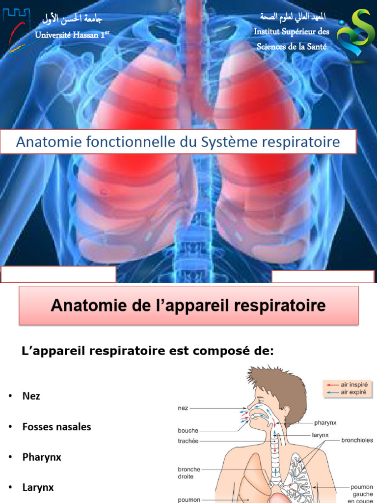 Anatomie du Système Respiratoire | PDF | Respiration | Système respiratoire