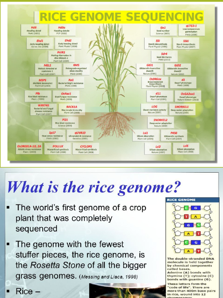 019 Rice genome sequencing | PDF | Genome | Rice