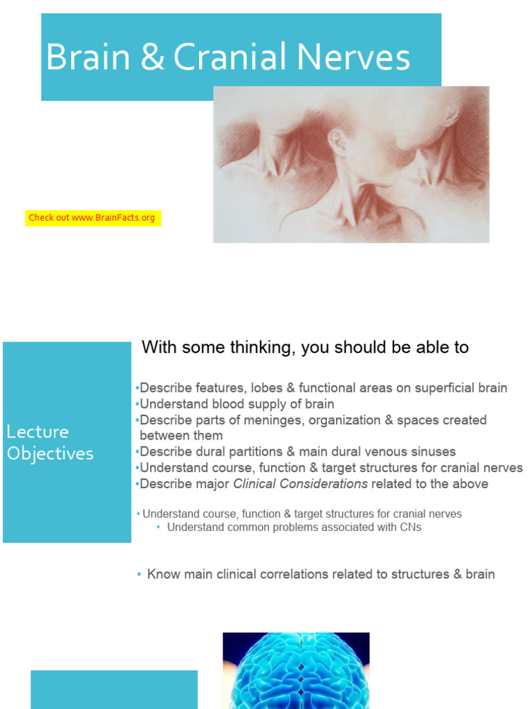 L16 Brain and CNs.pptx | PDF | Cerebrospinal Fluid | Nervous System