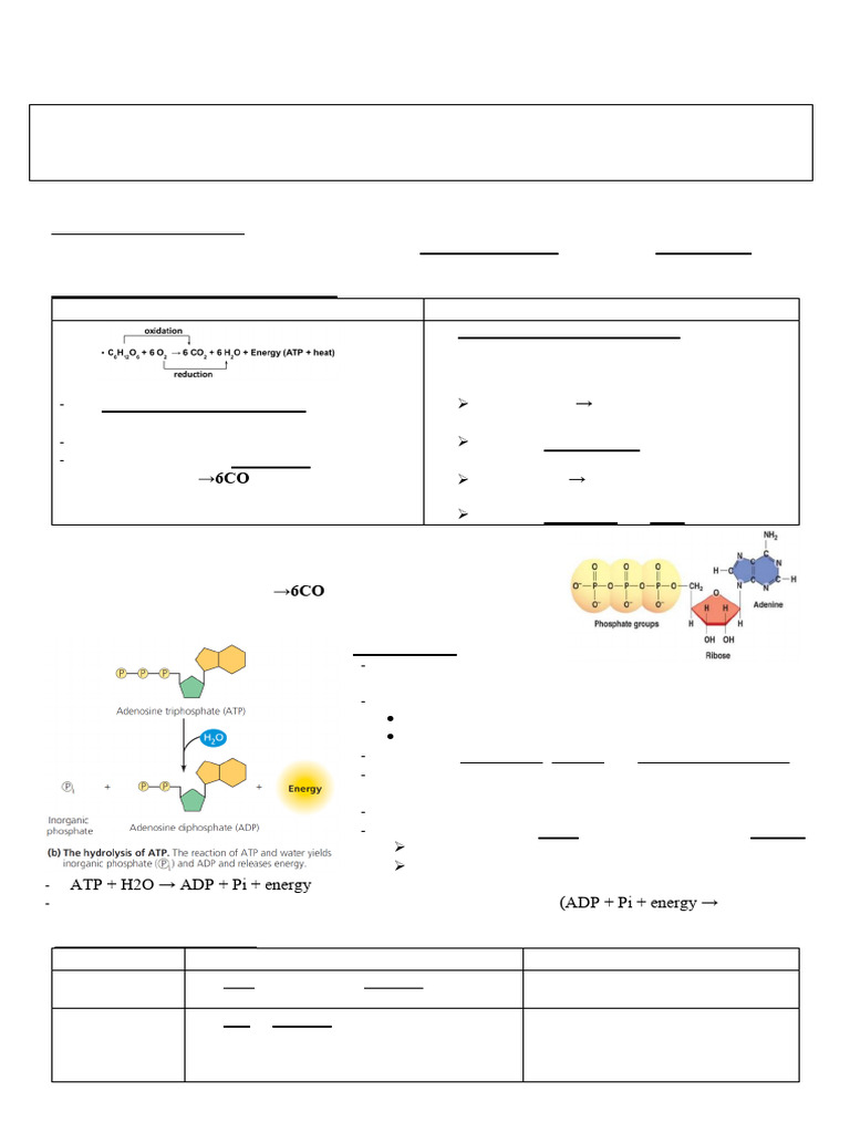 Chapter 5 Cellular Respiration and Fermentation WORKSHEET | PDF ...