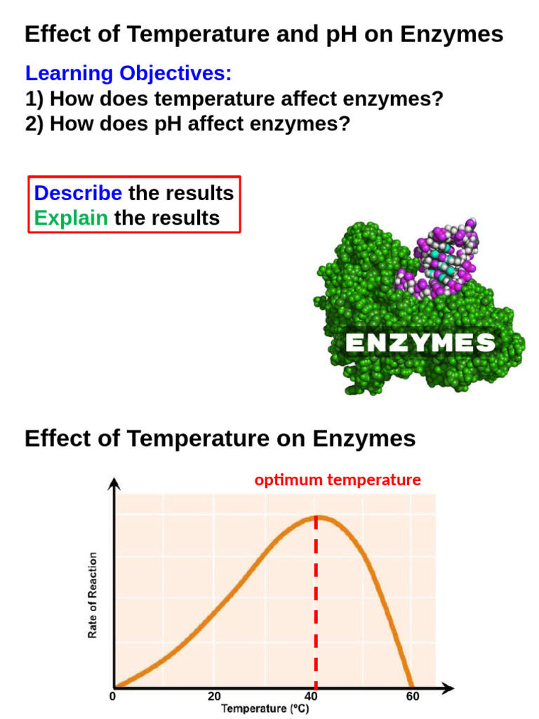 1A7 Enzymes - Effect of PH and Temperature | PDF