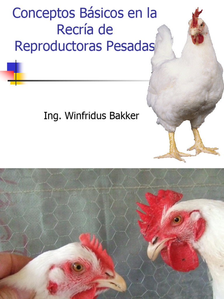 Guía de Recría para Reproductoras Pesadas | PDF | Ornitología | Aves