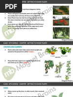 Function and Role of Plumule in Seeds | PDF | Seedling | Biology