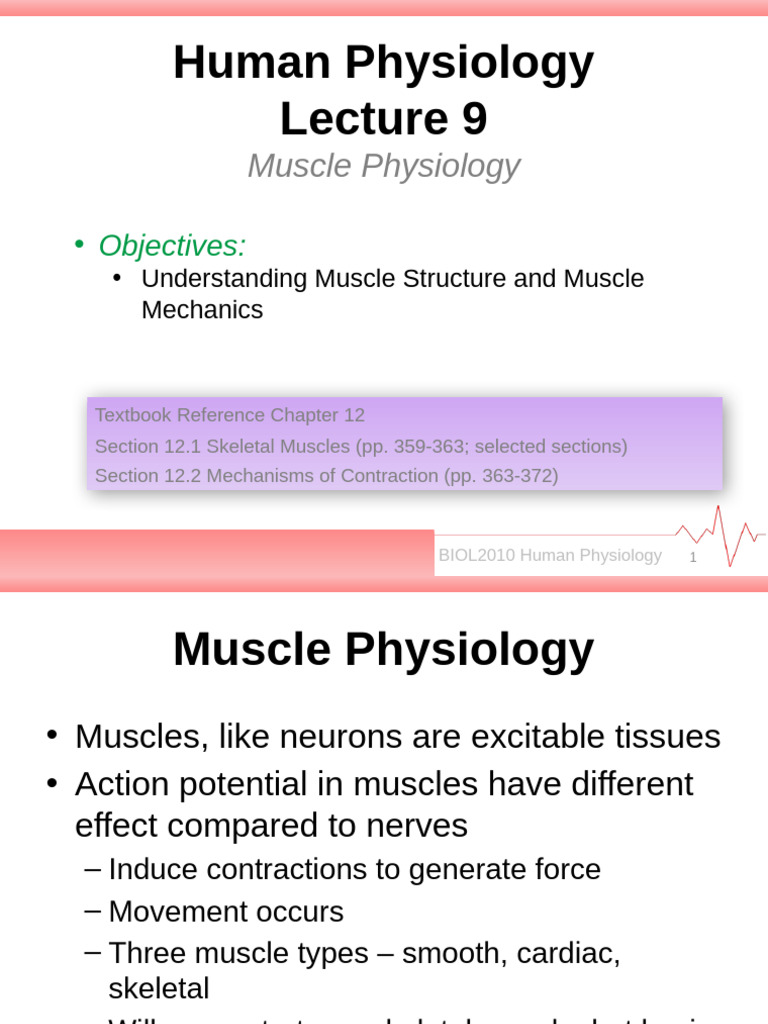 Physio Lecture 9 - Muscle Physiology | PDF | Muscle Contraction | Skeletal Muscle