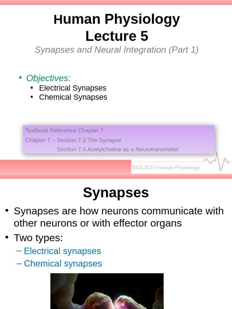 Physio Lecture 5 - Synapses - Neural Integration Pt1 | PDF | Chemical Synapse | Inhibitory ...