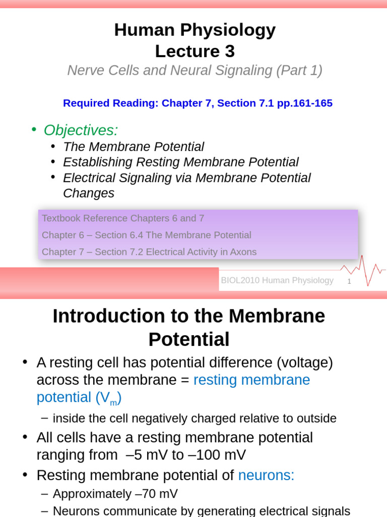 Physio Lecture 3 - Nerve Cells and Neural Signaling Pt1 | PDF | Membrane Potential | Action ...