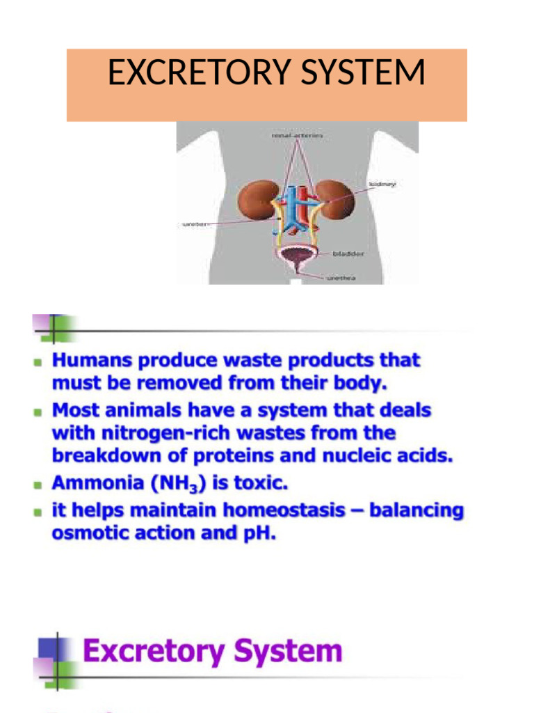 Excretory System | PDF