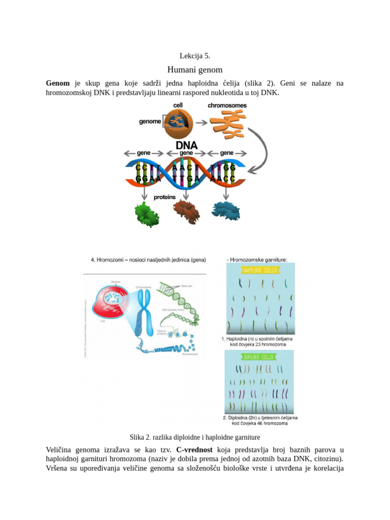 Lekcija 5 Humani Genom I Hromozomi | PDF