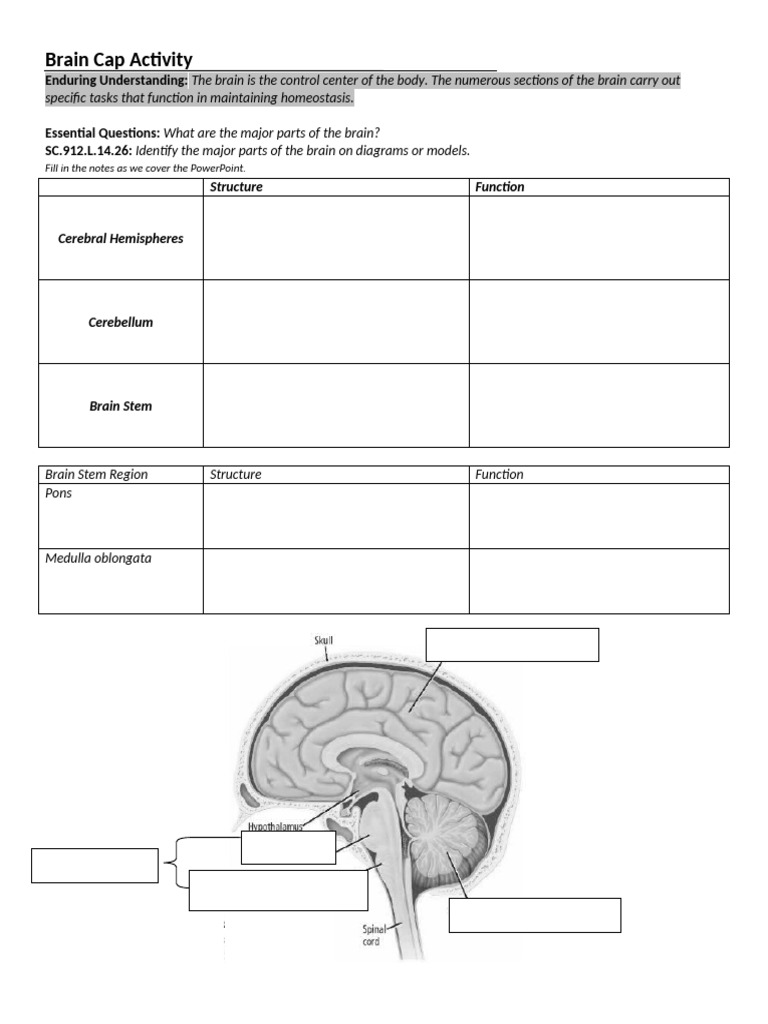 Brain Anatomy for Students | PDF
