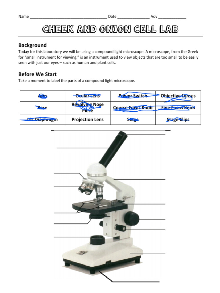 Cheek_and_onion_cell_lab | PDF | Microscope | Eye
