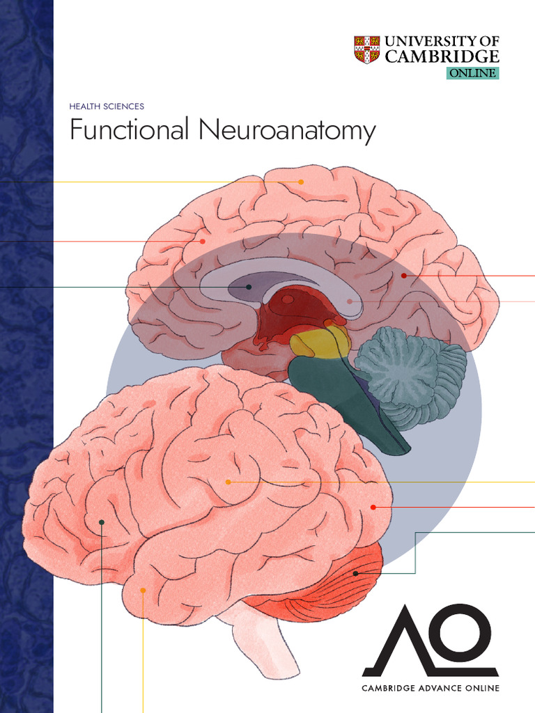 Neuroanatomy for Medical Professionals | PDF | Brain | Cerebellum