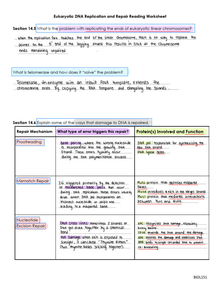 Eukaryotic DNA Replication and Repair Reading Worksheet | PDF | Dna ...