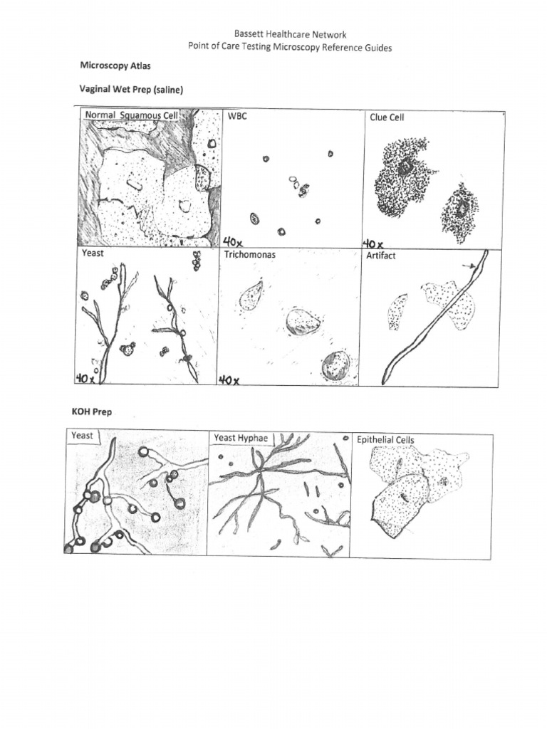 a82b25a-poc-regional-vaginal-wet-prep-qc | PDF