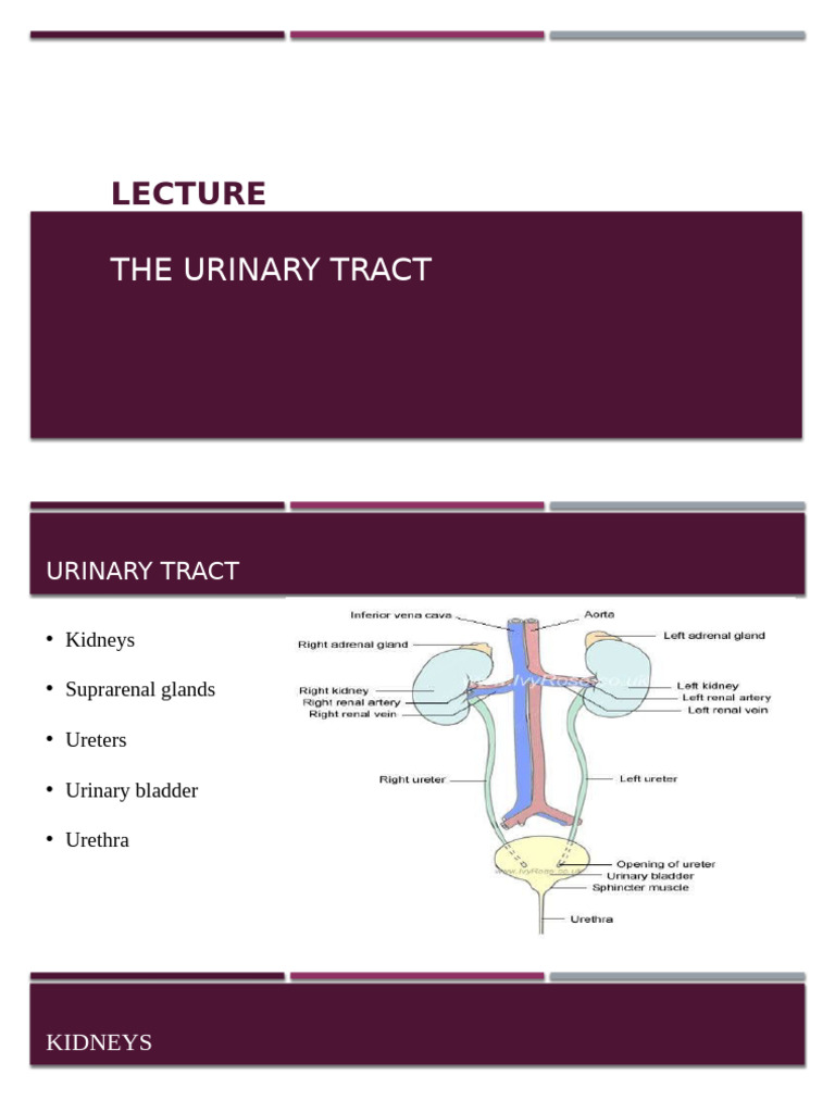 Anatomy LECTURE - UT | PDF | Urination | Kidney