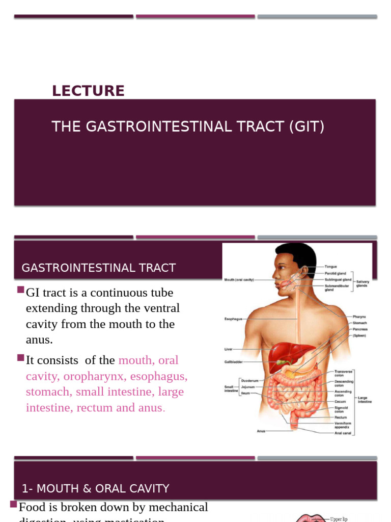 Anatomy LECTURE-GIT | PDF | Stomach | Pancreas