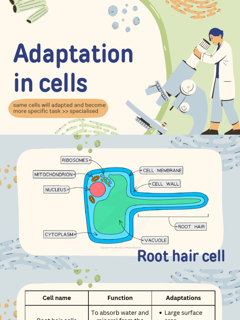 05. Specialized Cell | PDF | Cell (Biology) | Blood