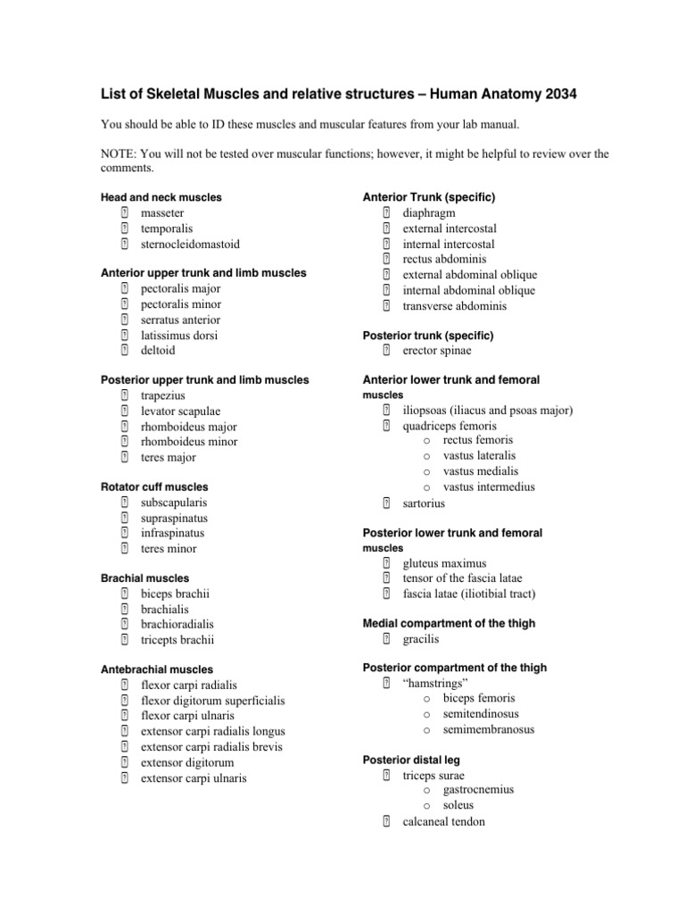 Muscles List | PDF