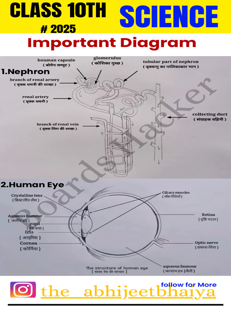 IMP Diagram 10th | PDF