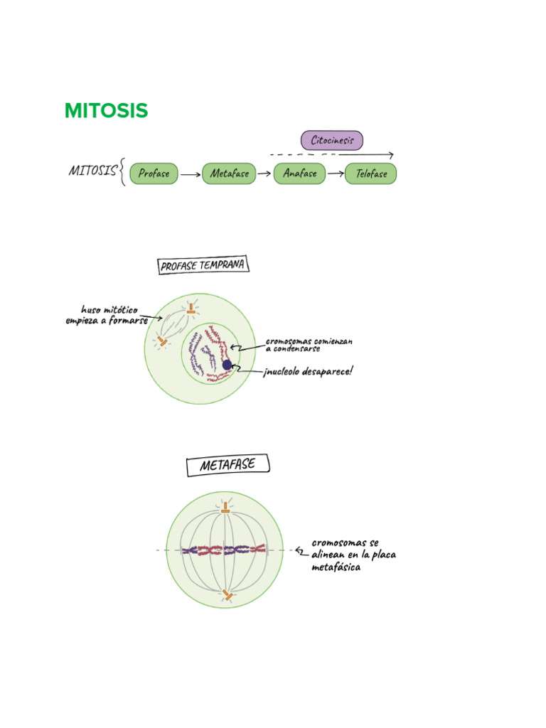Esquema Mitosis | PDF