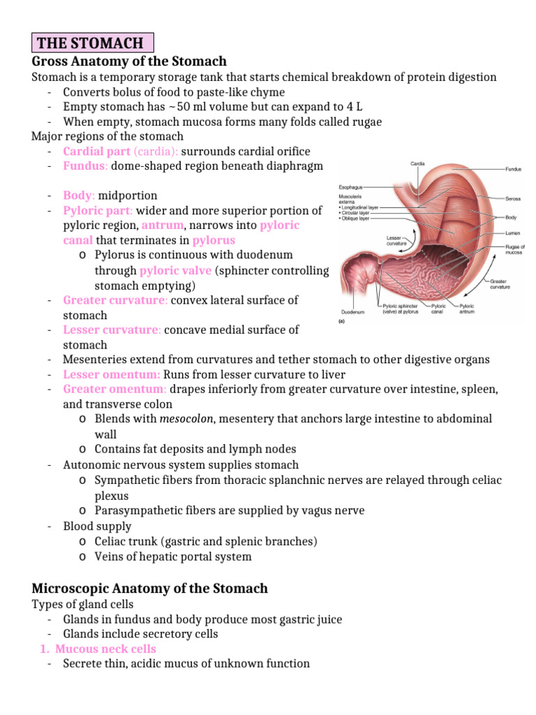 Digestive System | PDF | Stomach | Pancreas
