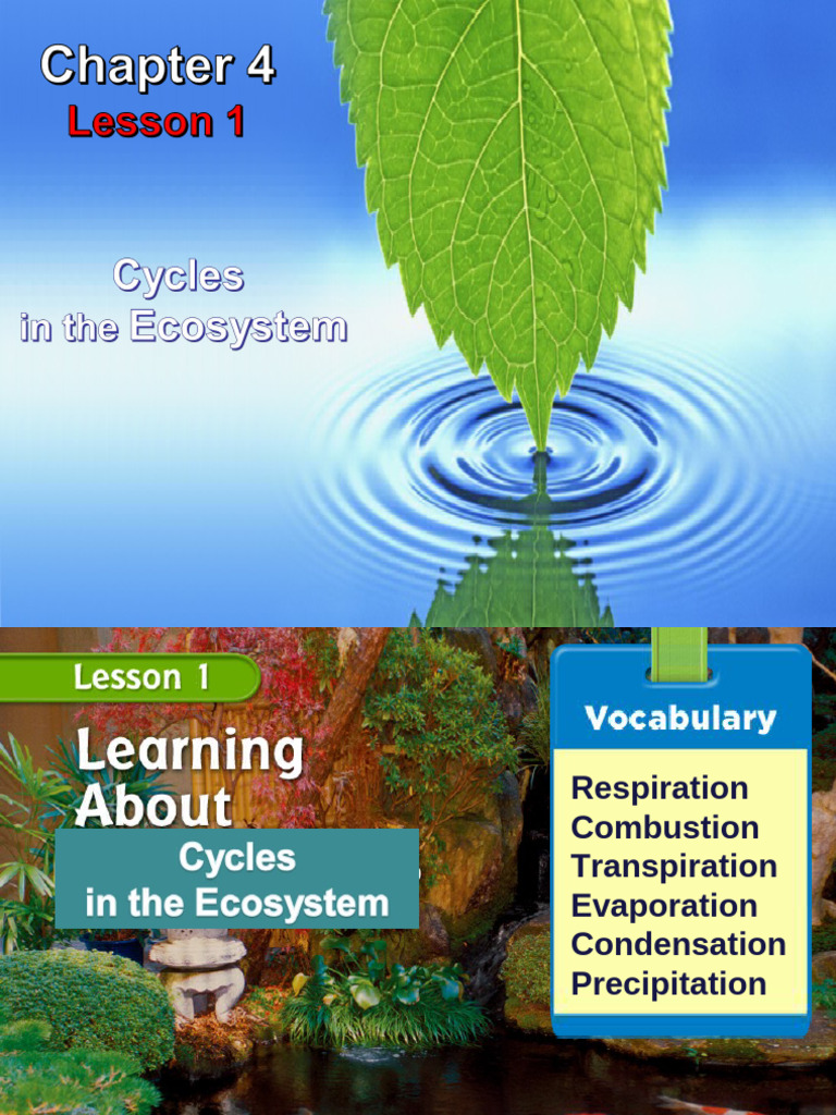 Cycles of the Ecosystem | PDF