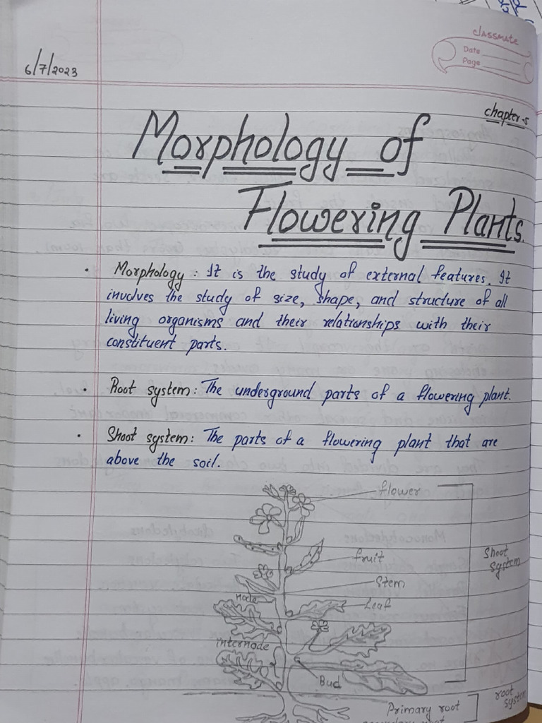 Morphology? | PDF | Leaf | Plant Morphology