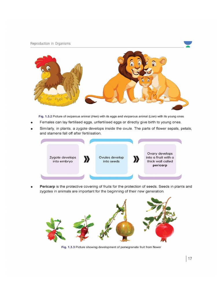 Human Reproduction Notes Unacadmy | PDF