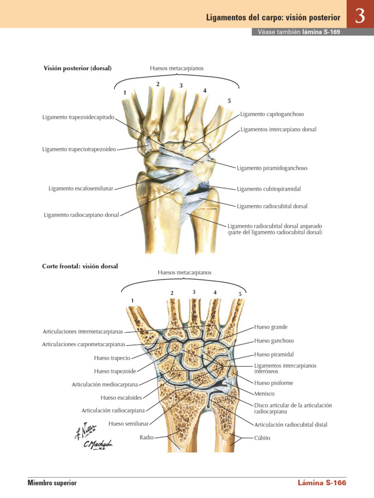 Lamina Netter | PDF | Mano | Articulación